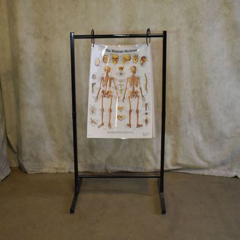 3B-Scientific-Laminated-Anatomical-Chart-Set-of-16